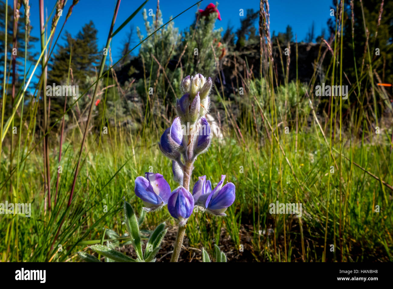 Lupine plant on the Hellroaring Trail in Yellowstone National Park ...
