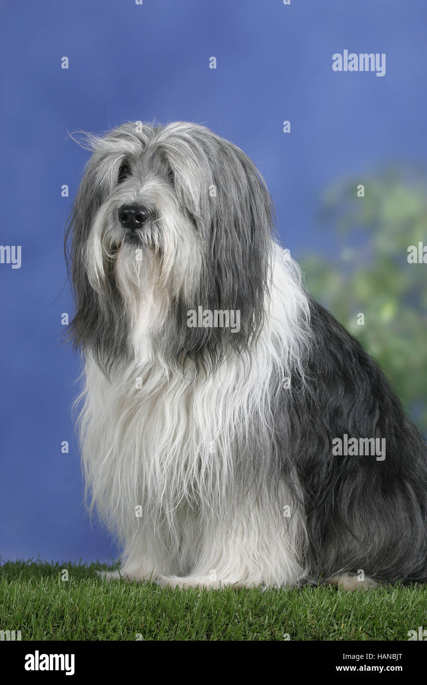 Polish Lowland Sheepdog Stock Photo - Alamy