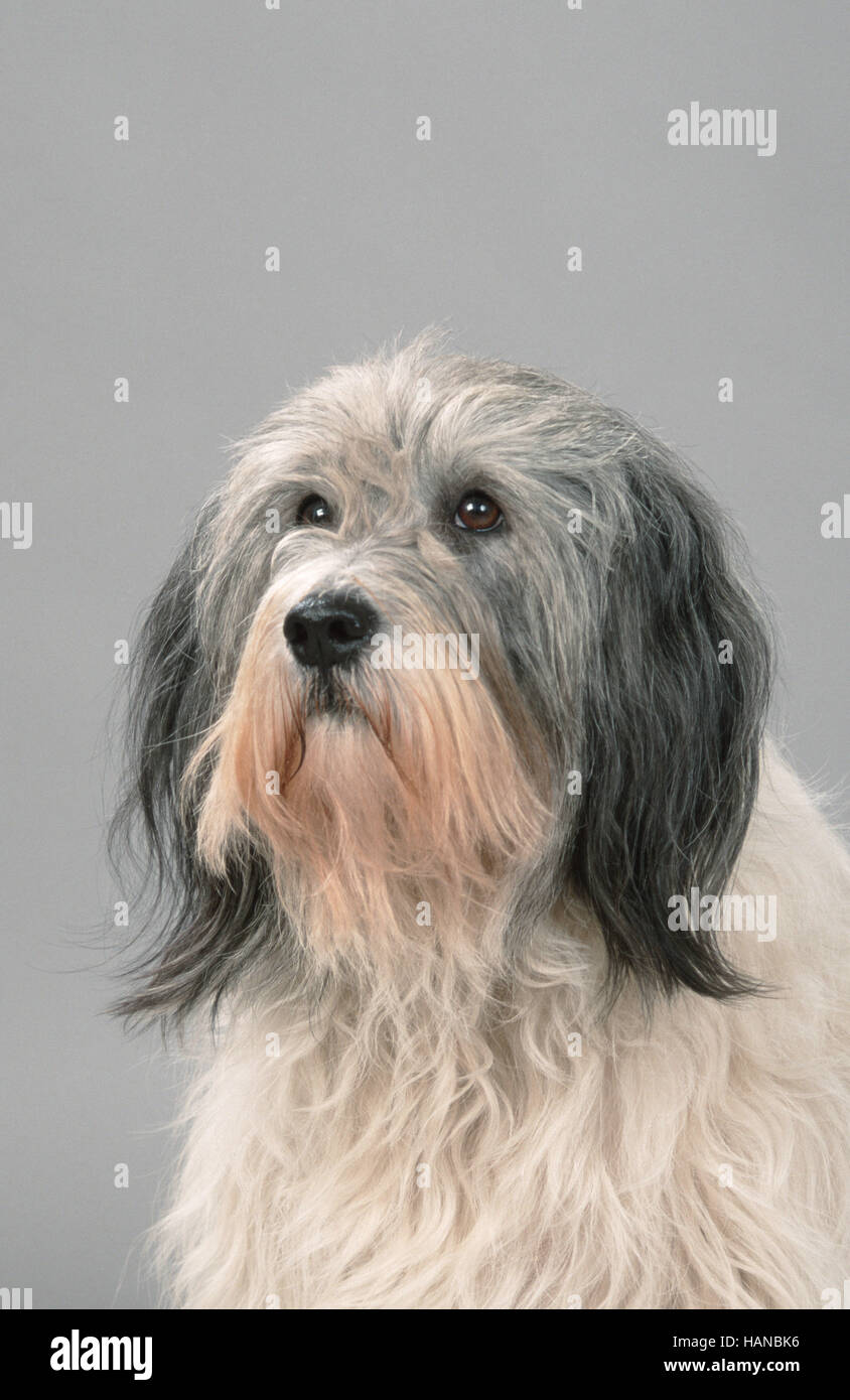 Polish Lowland Sheepdog High Resolution Stock Photography and Images ...