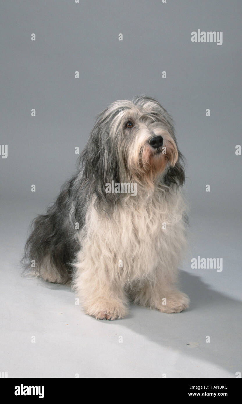 Polish lowland sheepdogs hi-res stock photography and images - Alamy
