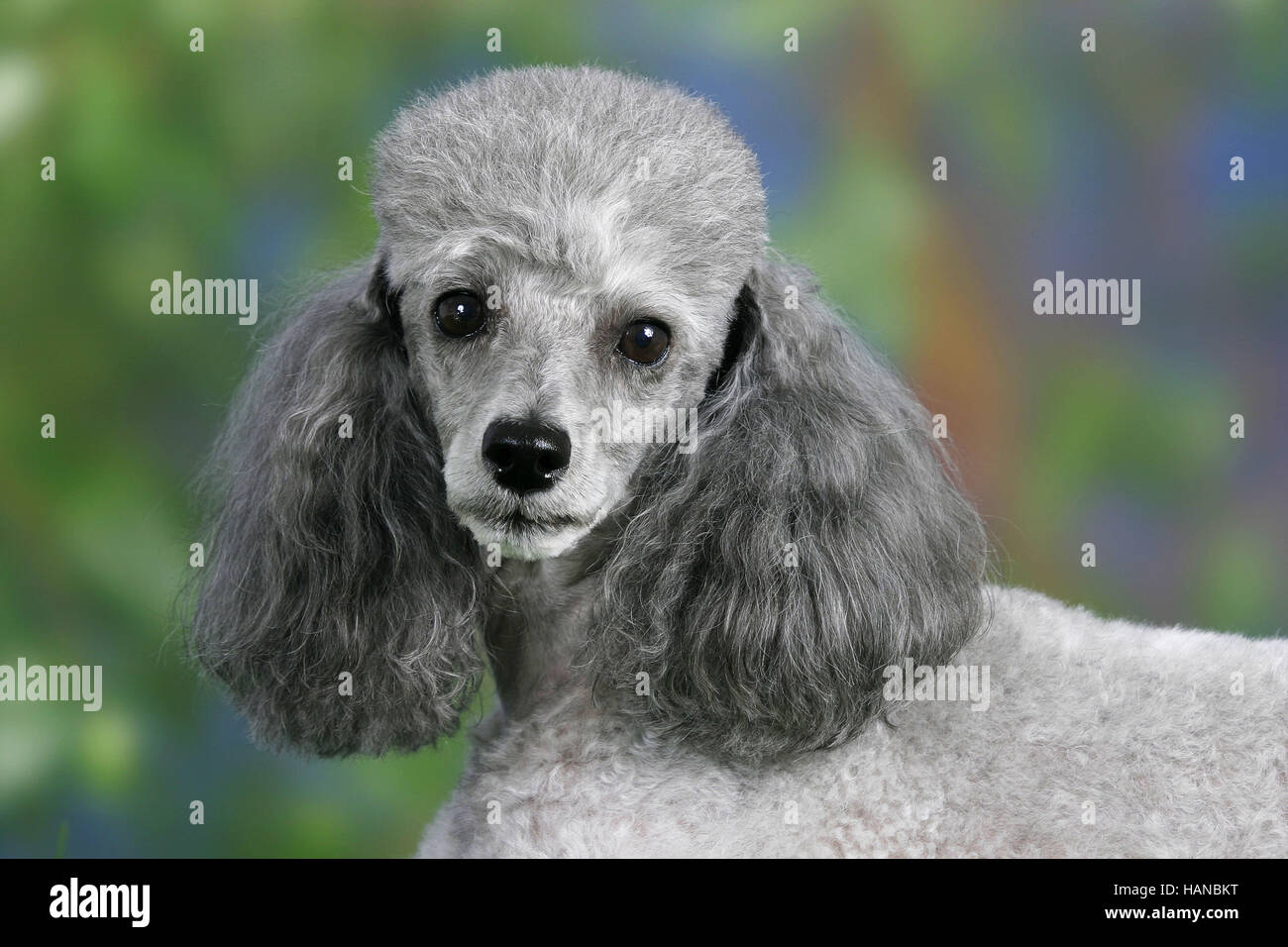 Silver Toy Poodle Puppy