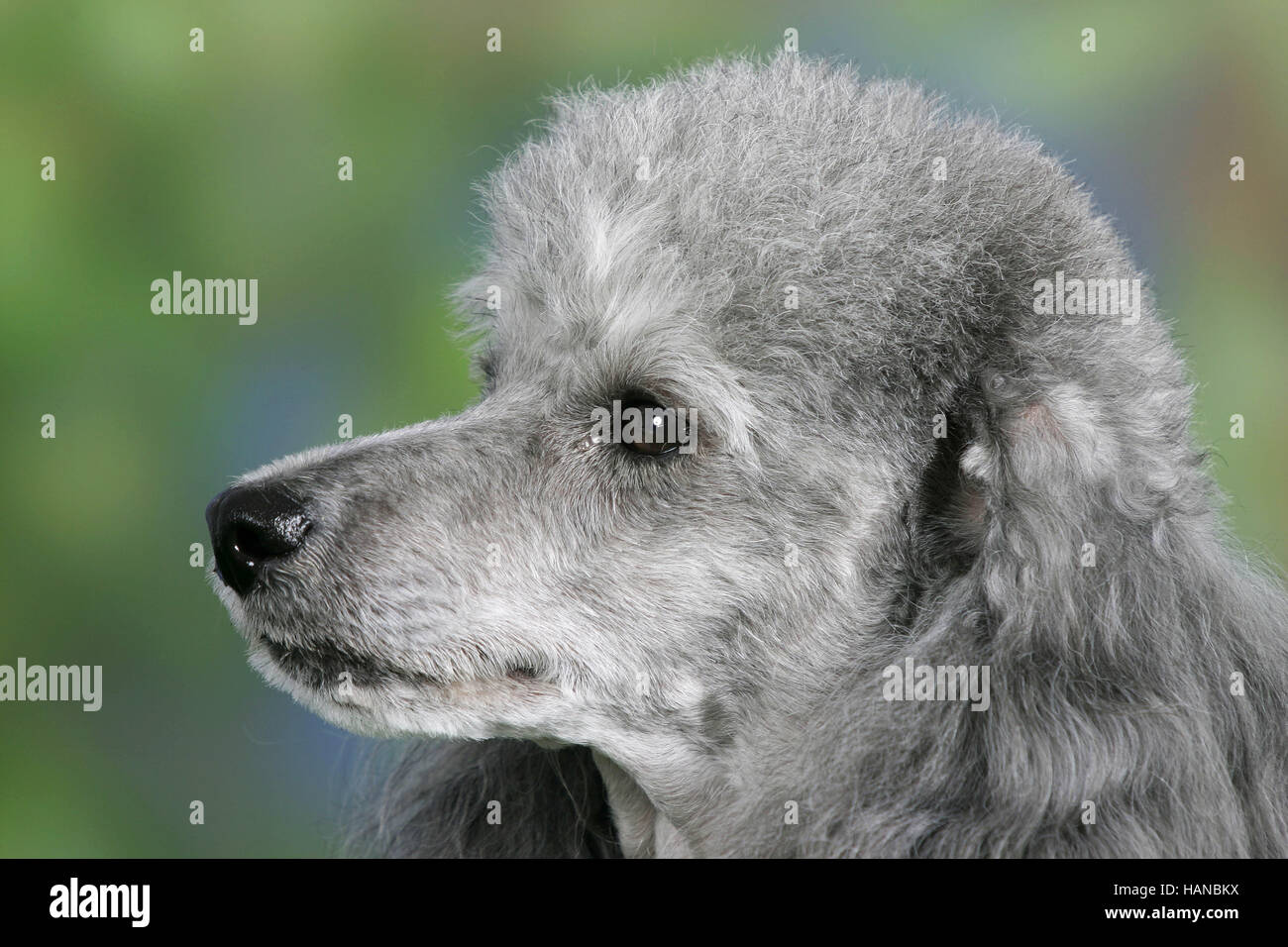 Zwergpudel High Resolution Stock Photography and Images - Alamy