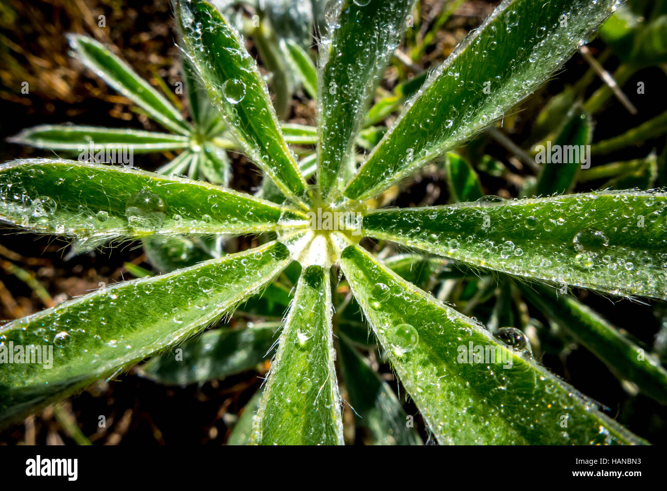 Water collects in a plant on the Hellroaring Trail in Yellowstone ...