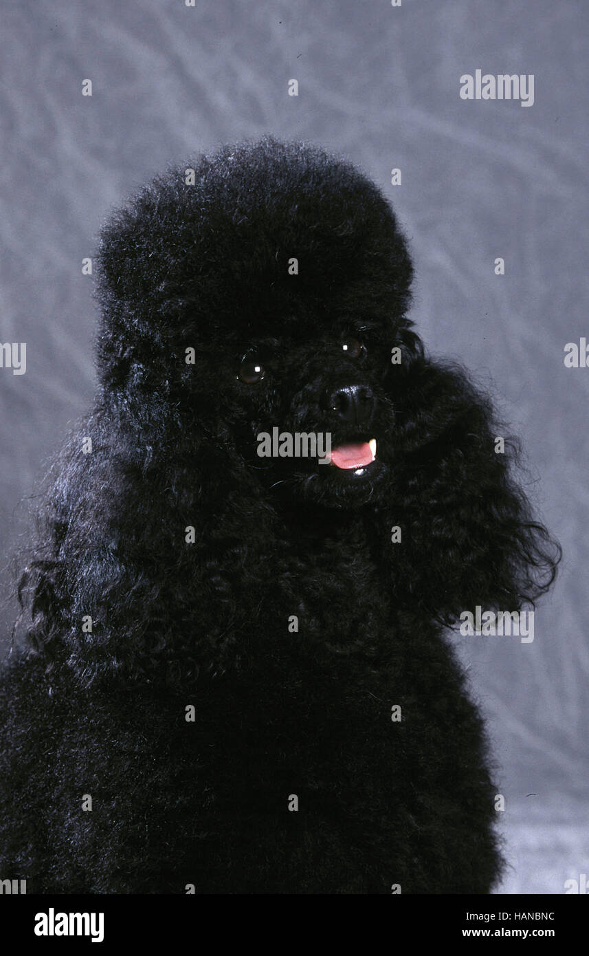 Poodel hi-res stock photography and images - Alamy