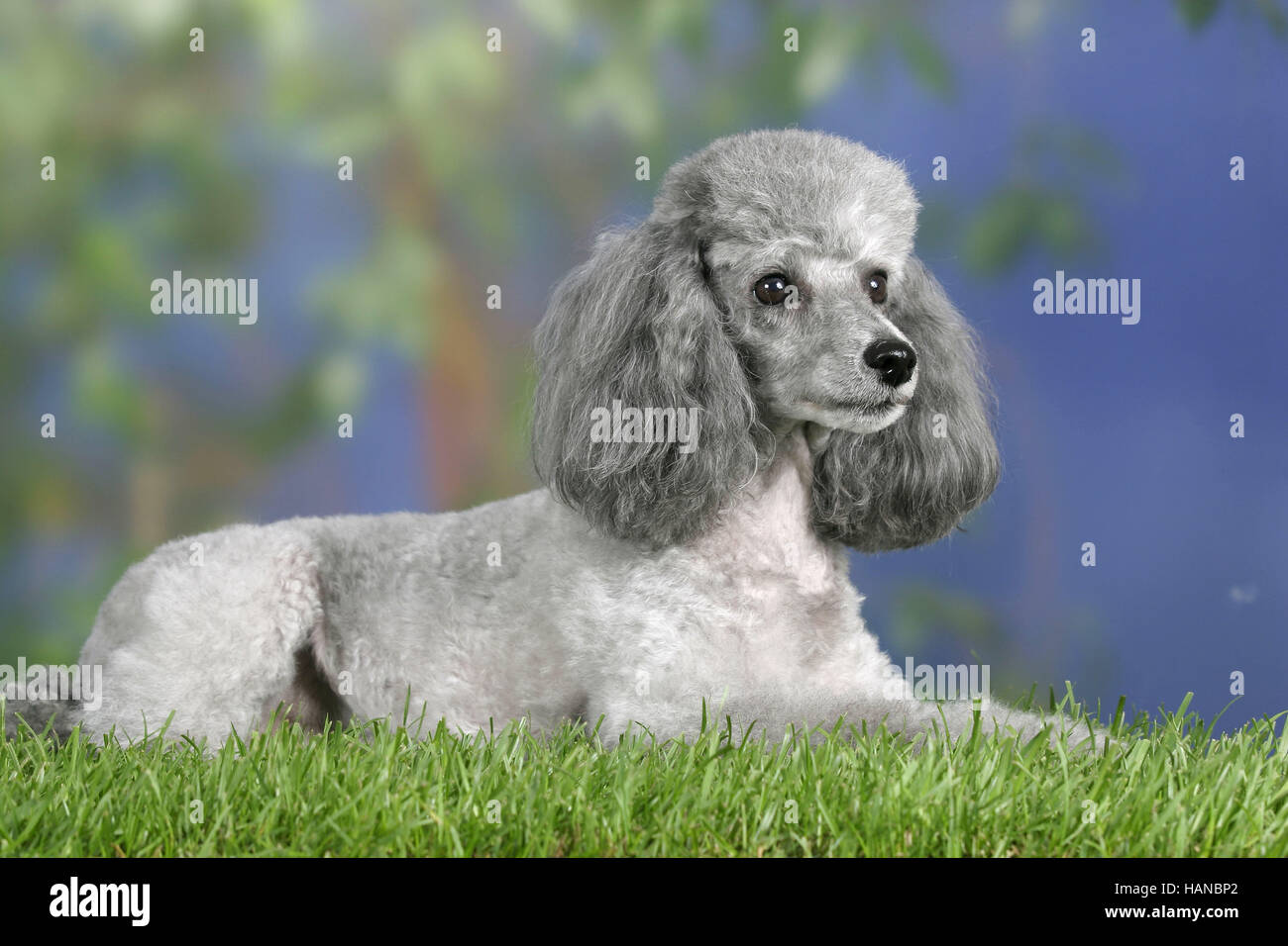 Pudel toy hi-res stock photography and images - Alamy