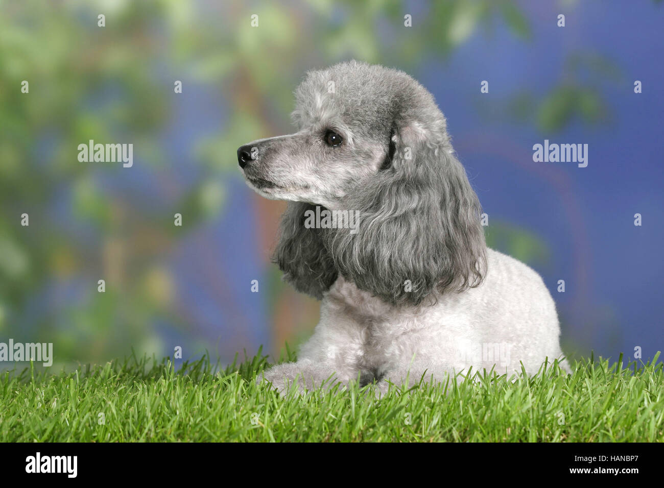 Pudel toy hi-res stock photography and images - Alamy