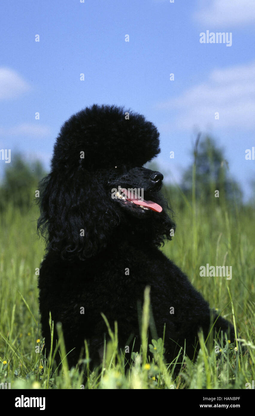 Poodel hi-res stock photography and images - Alamy