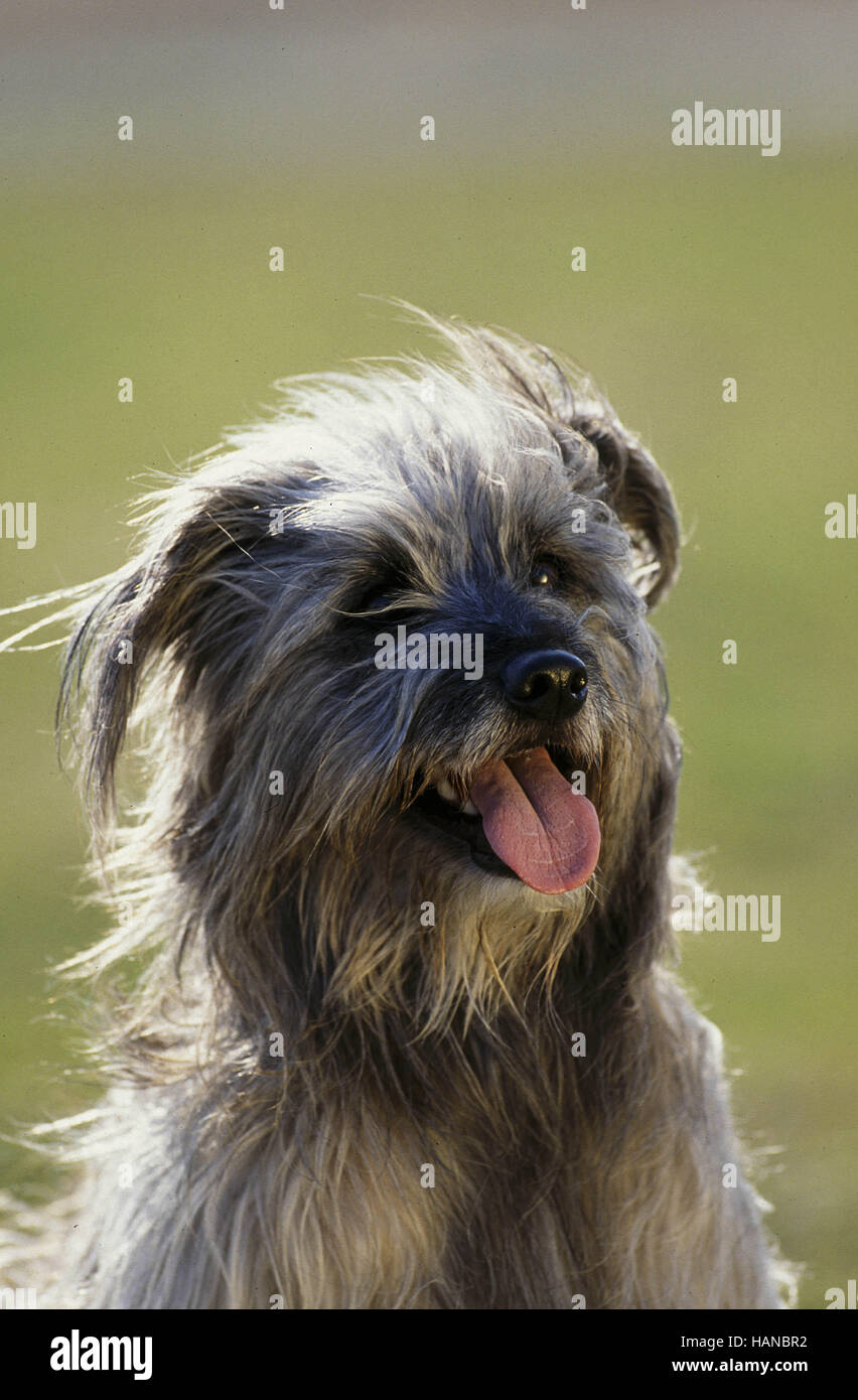 Pyrenean shepherds hi-res stock photography and images - Alamy
