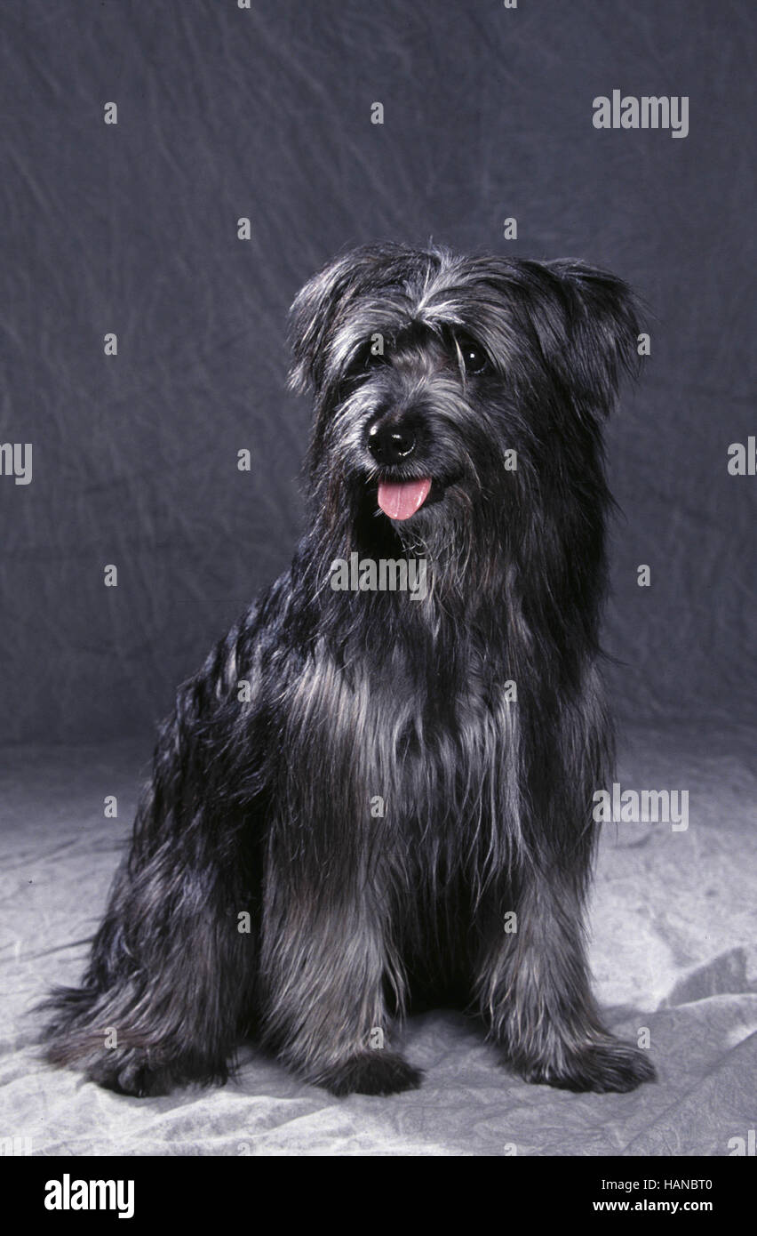 Pyrenean shepherds hi-res stock photography and images - Alamy