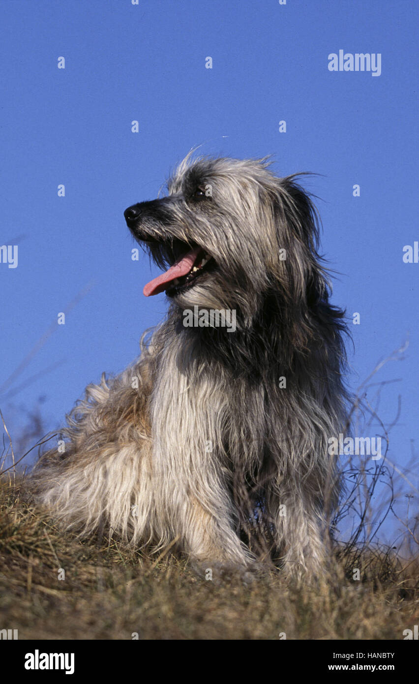 Pyrenaeenschaeferhund hi-res stock photography and images - Alamy