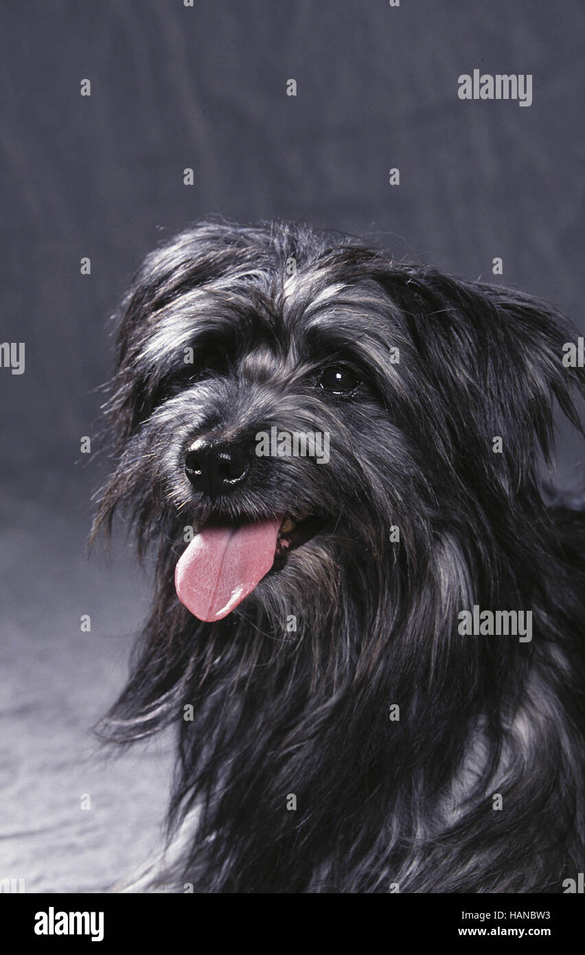 Pyrenean shepherds hi-res stock photography and images - Alamy