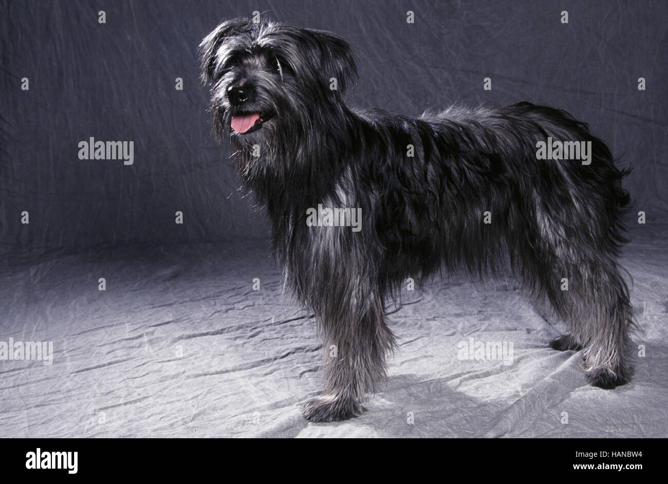 Pyrenaeen schaeferhund hi-res stock photography and images - Alamy