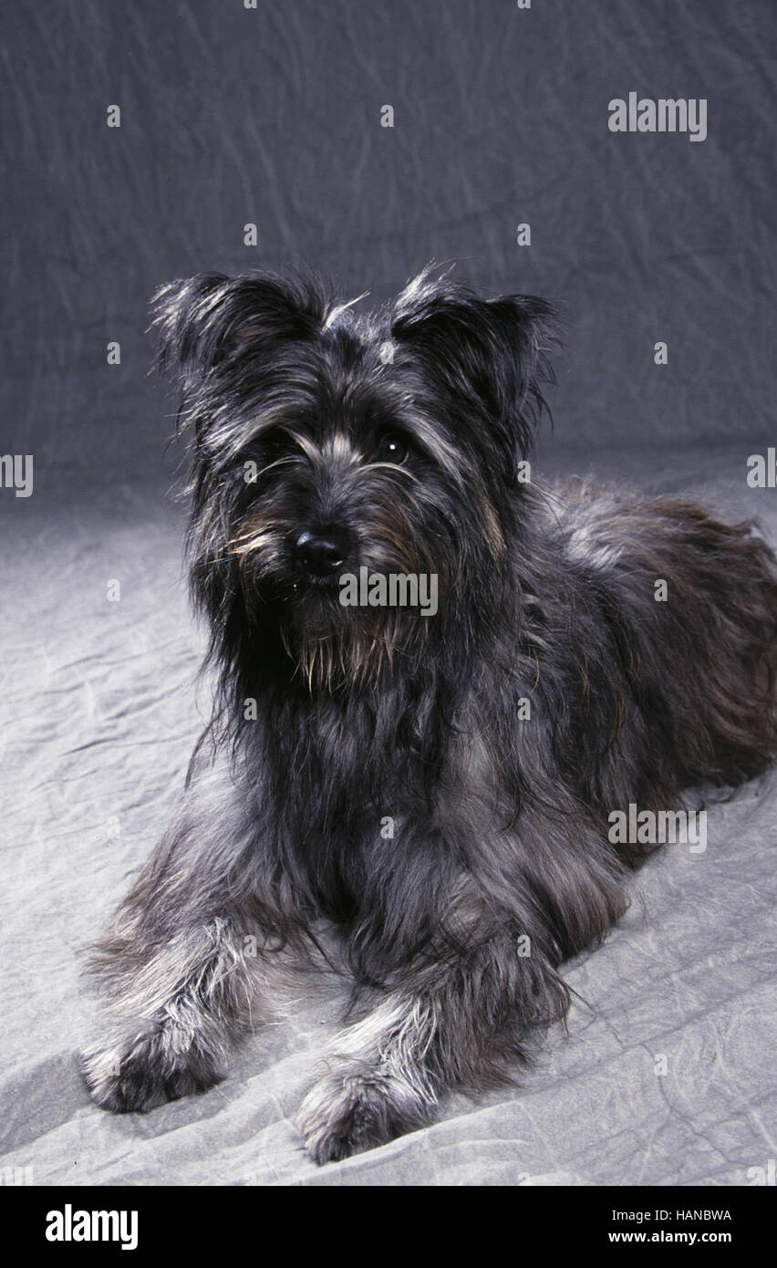 Franzoesische pyrenaeen hi-res stock photography and images - Alamy