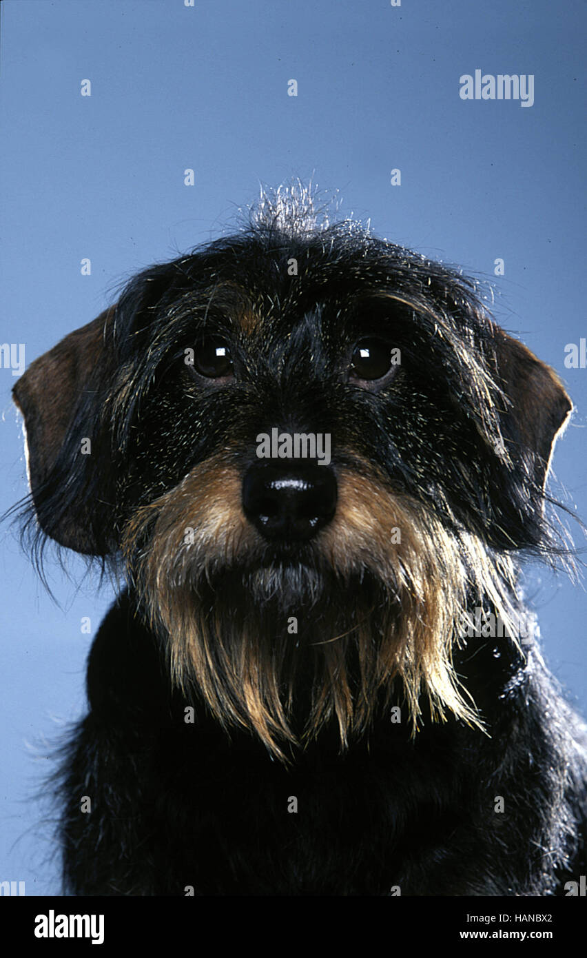 Dog dachshund dackel teckel wirehaired hi-res stock photography and ...