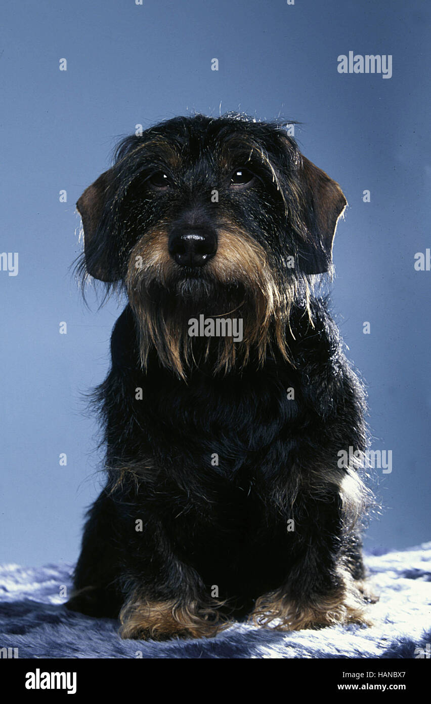 Teckels hi-res stock photography and images - Alamy