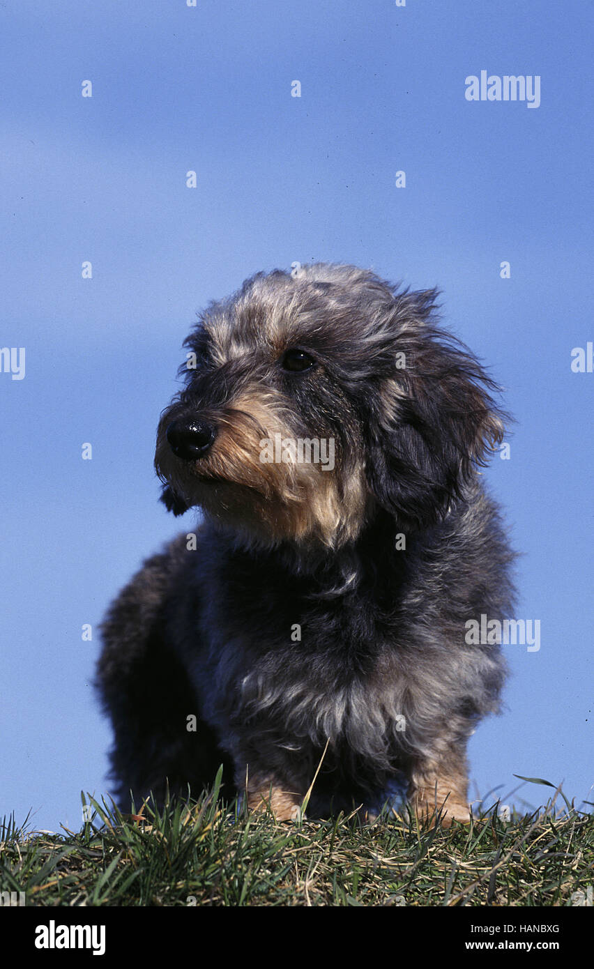Teckels hi-res stock photography and images - Alamy