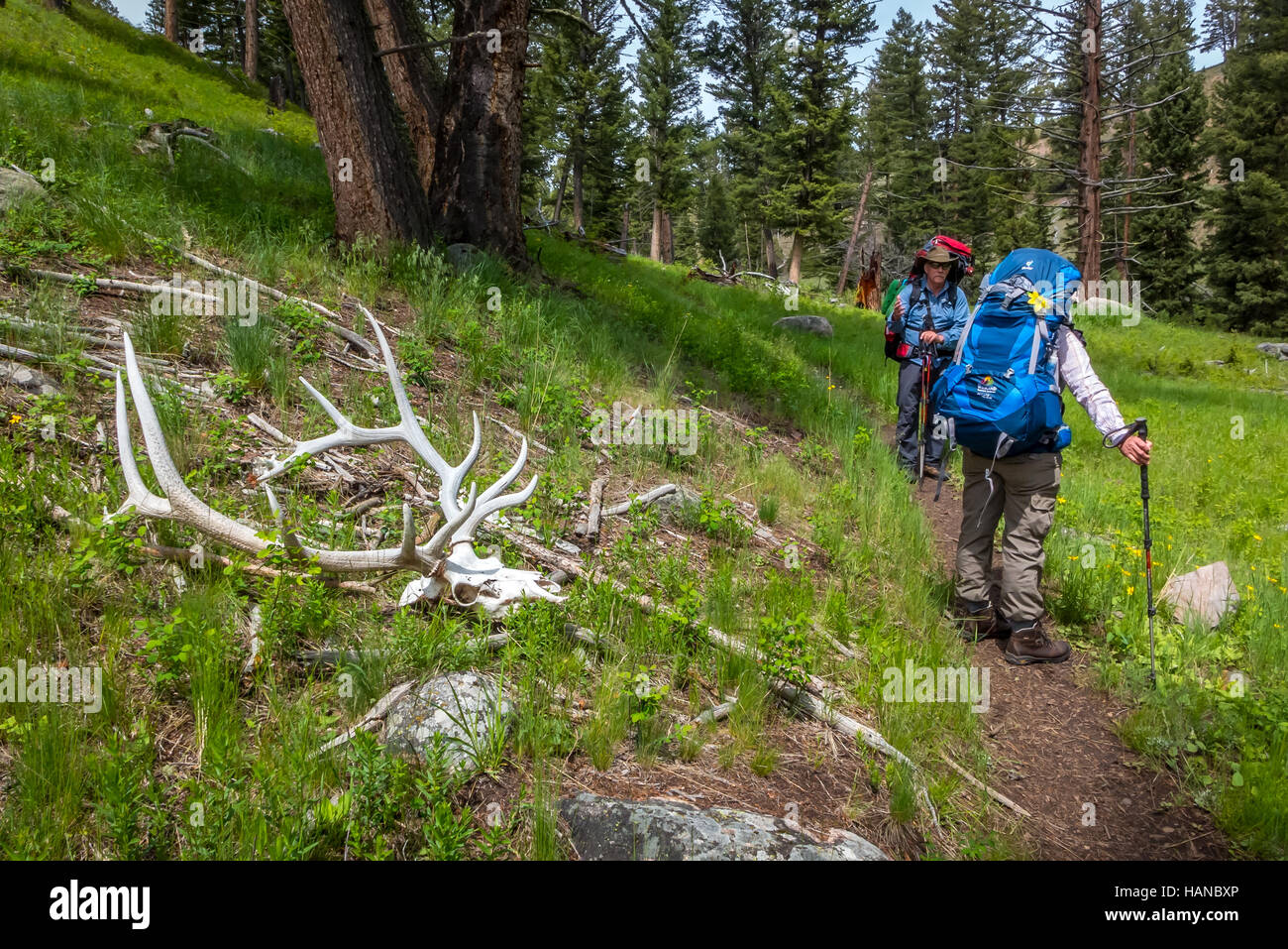 Hikers making their way through the wilderness on the Hellroaring Creek ...