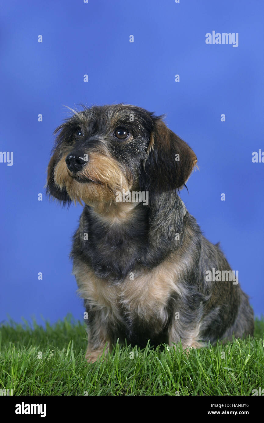 Dog dachshund dackel teckel wirehaired hi-res stock photography and ...