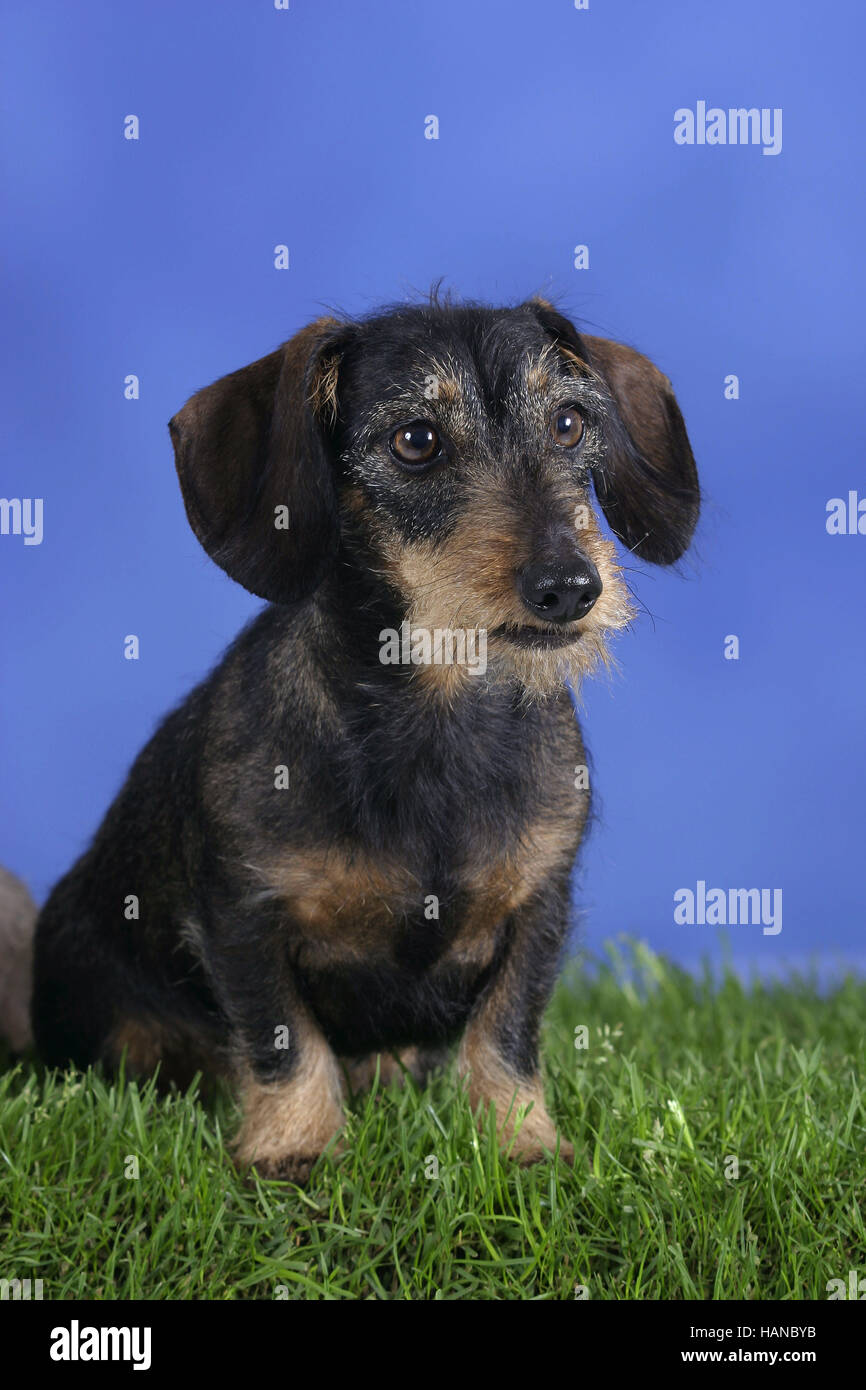 Miniature wirehaired dachshund dog hi-res stock photography and images ...