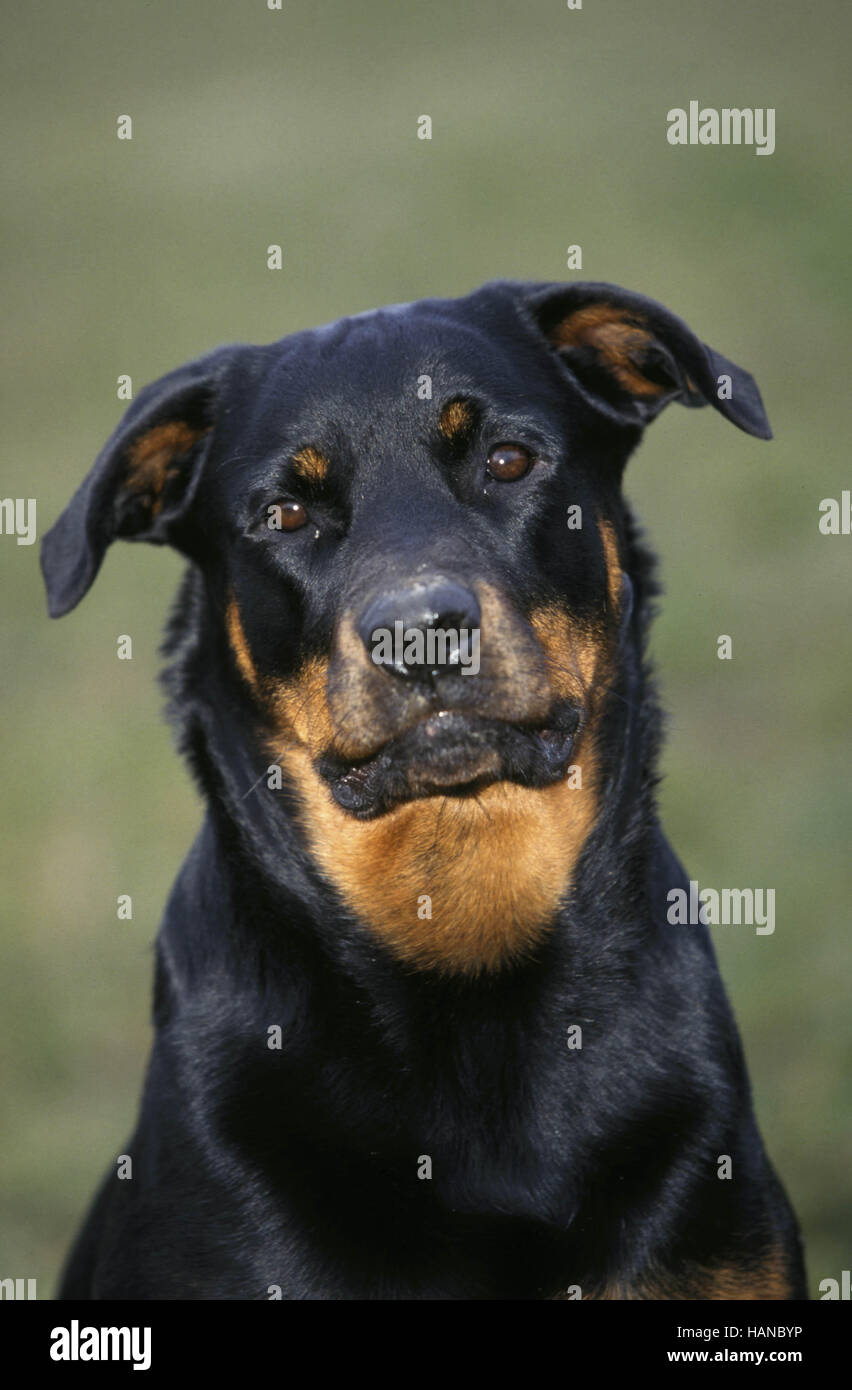 Perro simpatico hi-res stock photography and images - Alamy
