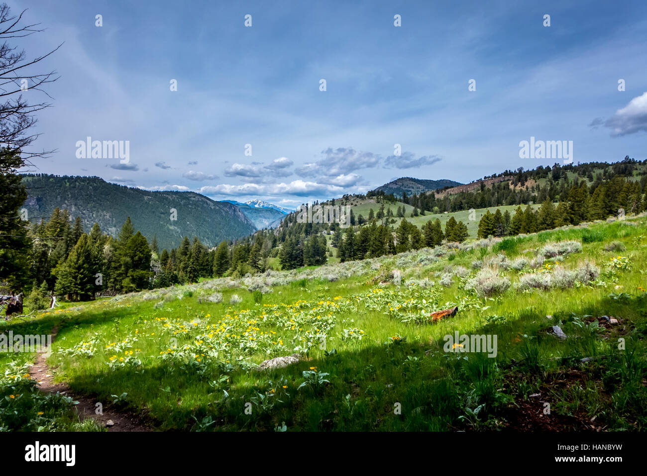 Wilderness on the Hellroaring Creek Nature Trail in Yellowstone ...