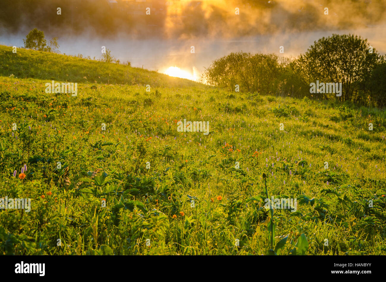 thick morning fog in the summer forest. thick morning fog in the forest ...