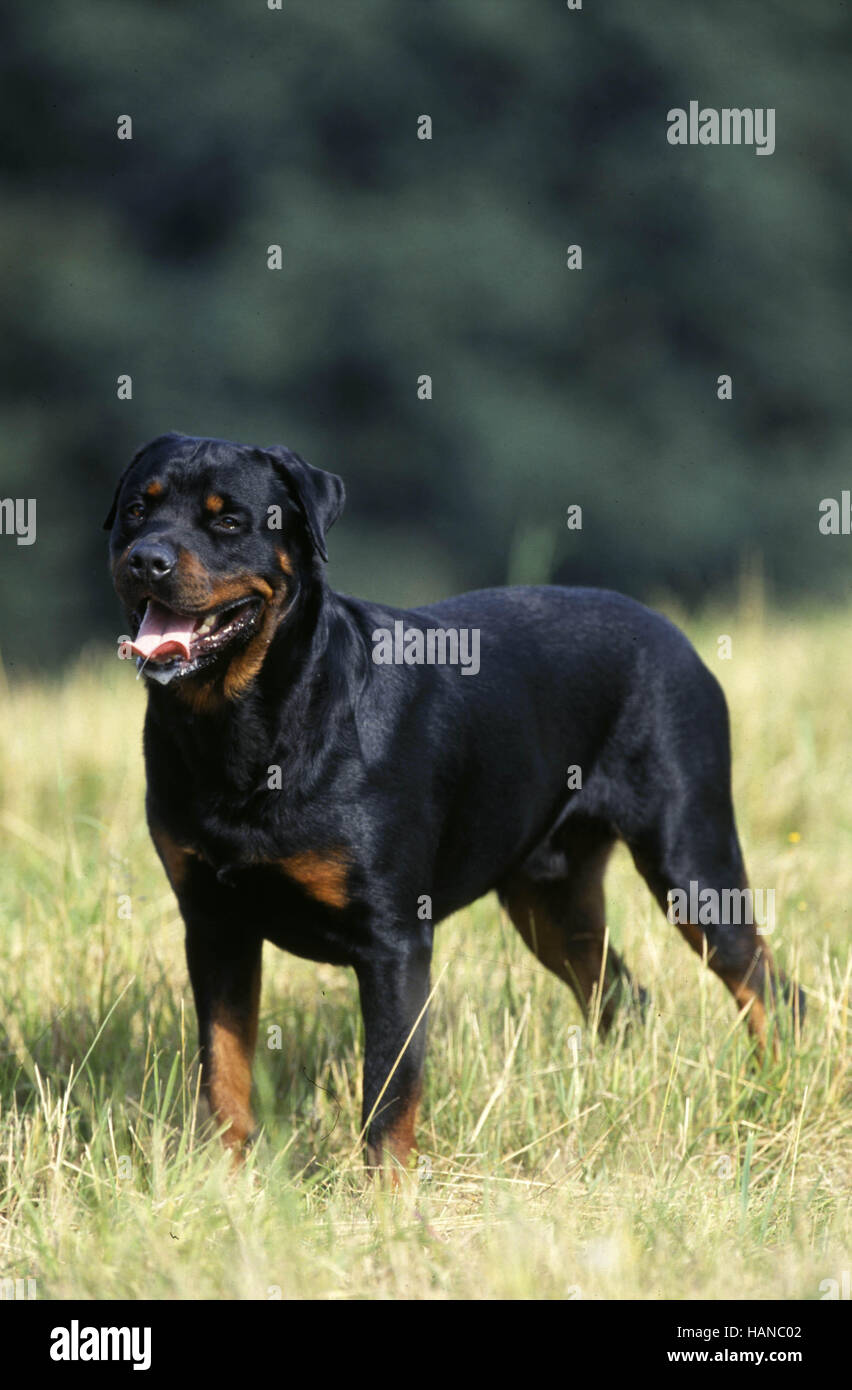 Rottweiler sommer hi-res stock photography and images - Alamy