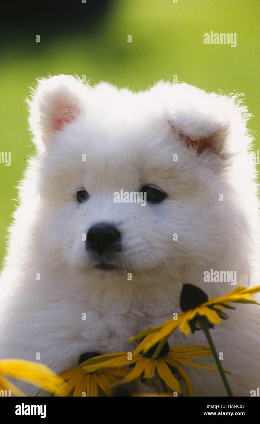 Perro Simpatico High Resolution Stock Photography and Images - Alamy