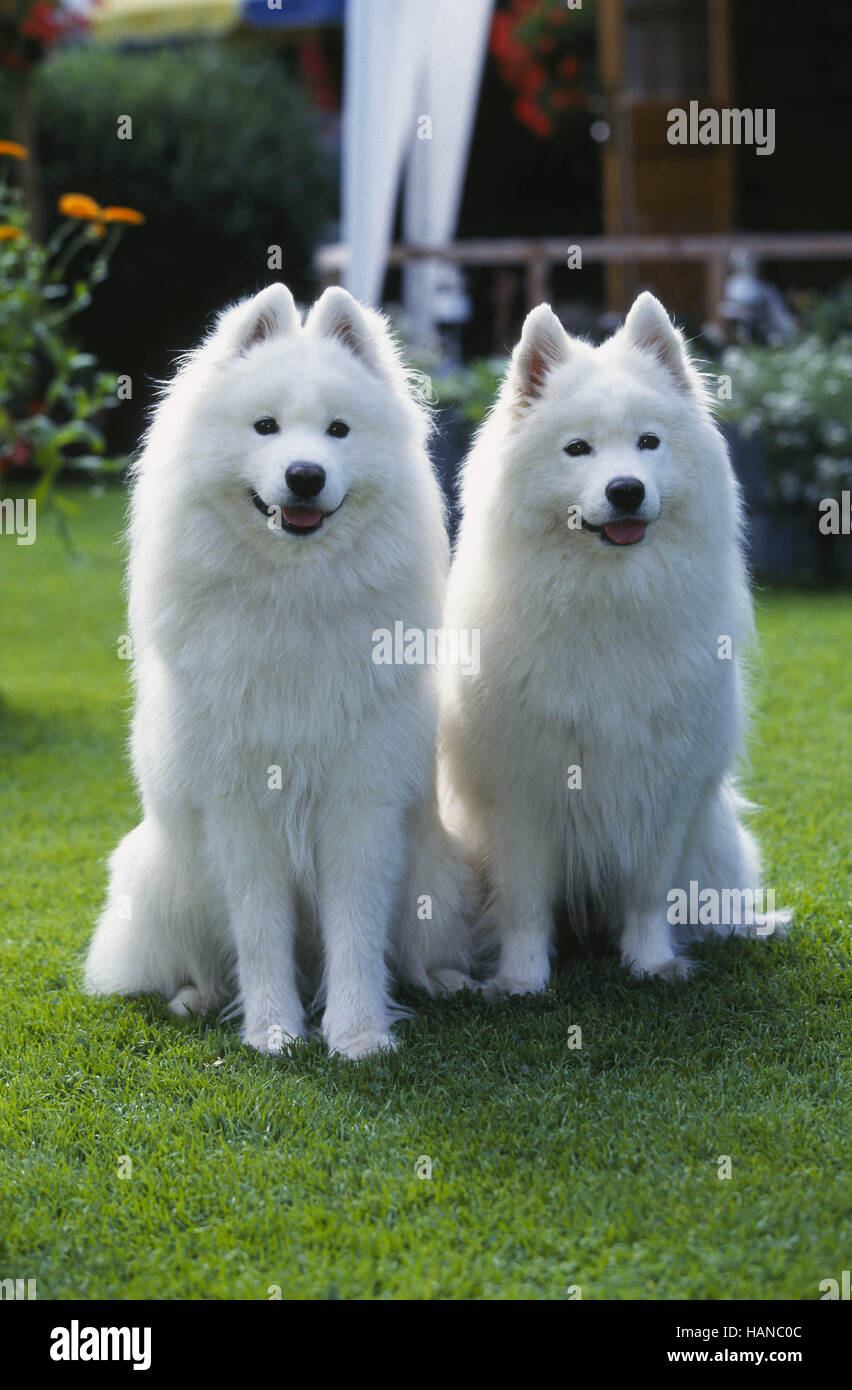 Samoyed model hi-res stock photography and images - Alamy