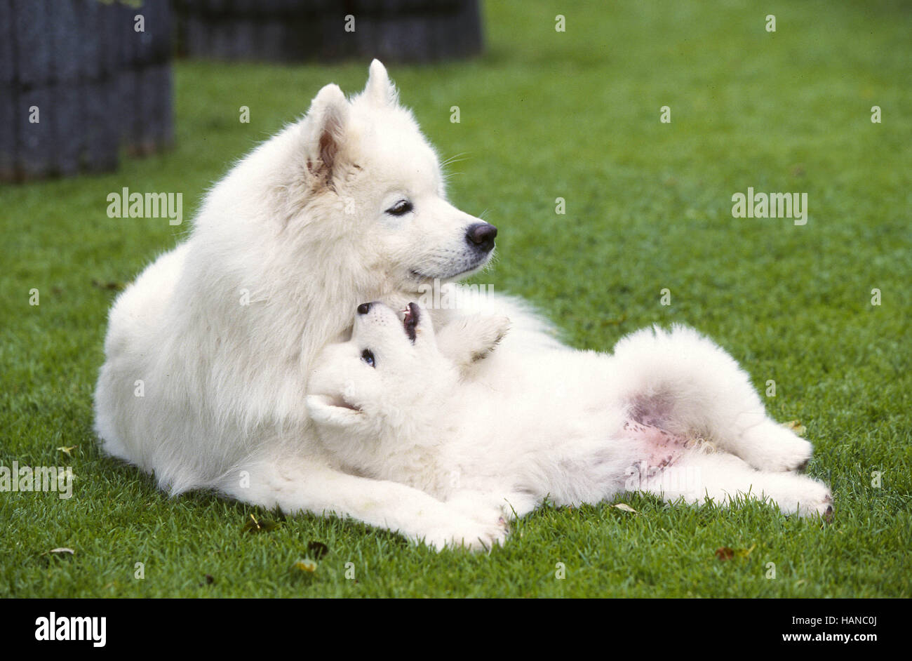 Pretty sammy hi-res stock photography and images - Alamy
