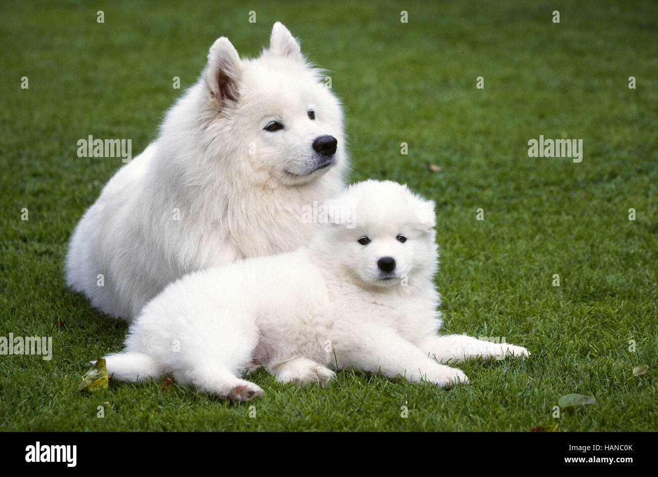 Child with samoyed hi-res stock photography and images - Alamy