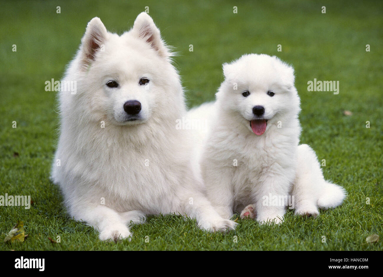 Sammy poster hi-res stock photography and images - Alamy