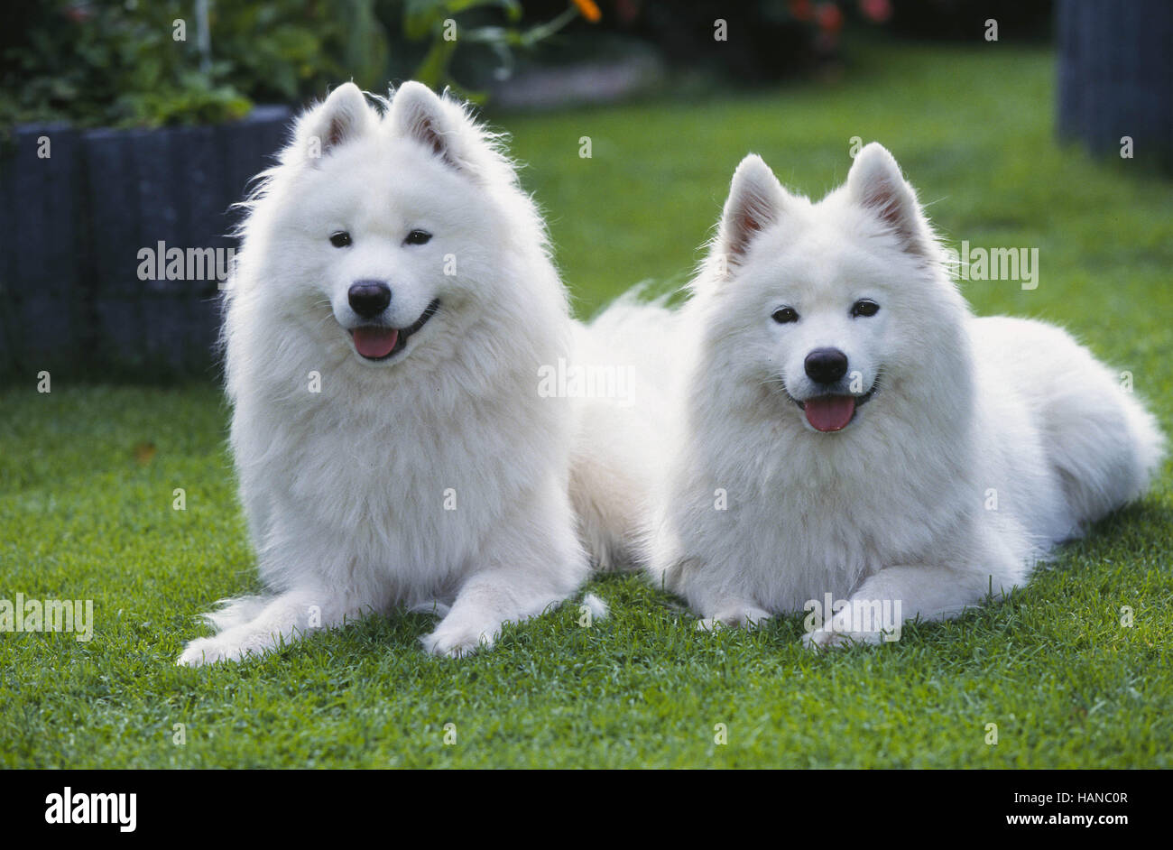 Samoyed model hi-res stock photography and images - Alamy