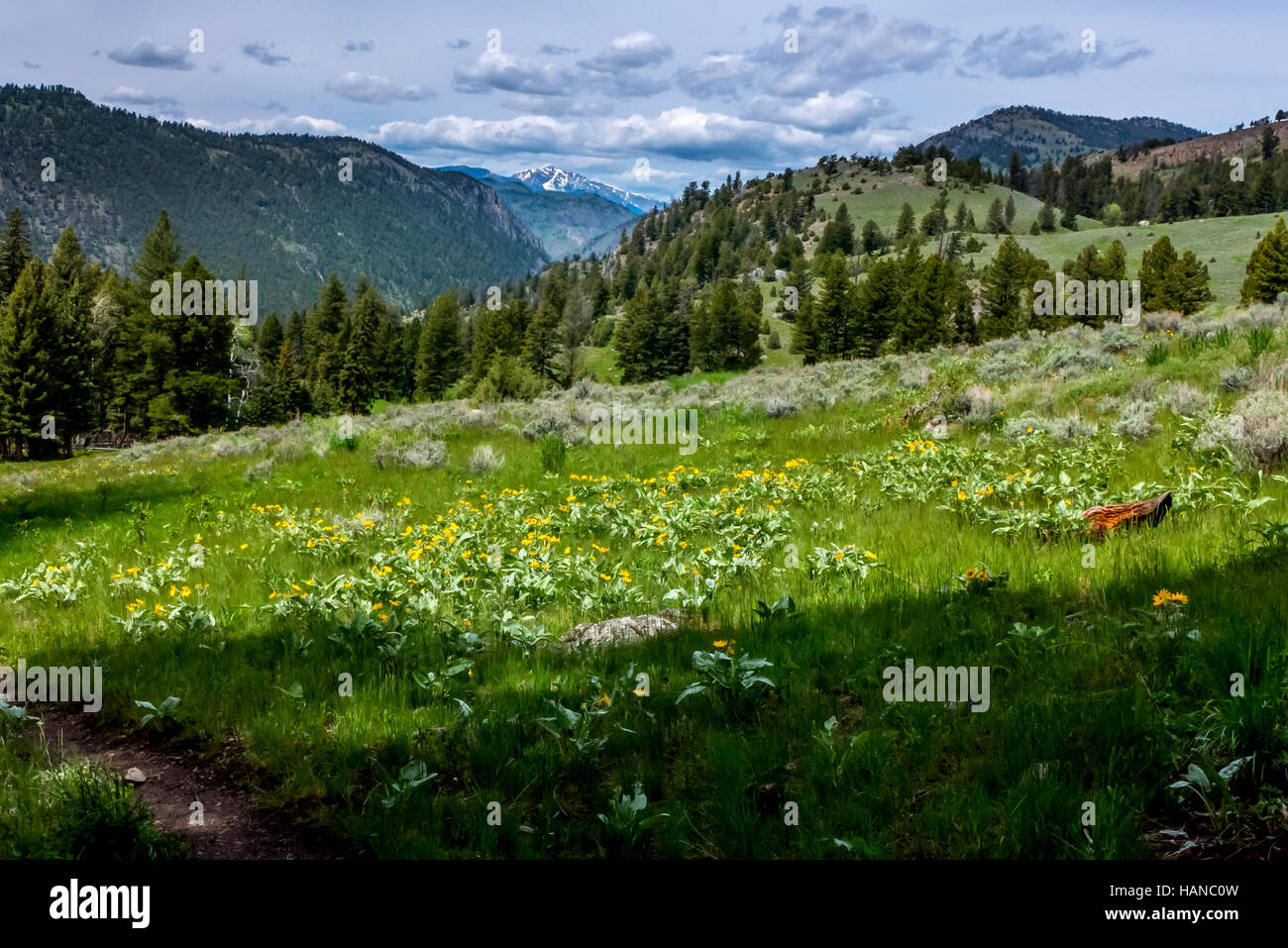 Wilderness on the Hellroaring Creek Nature Trail in Yellowstone ...