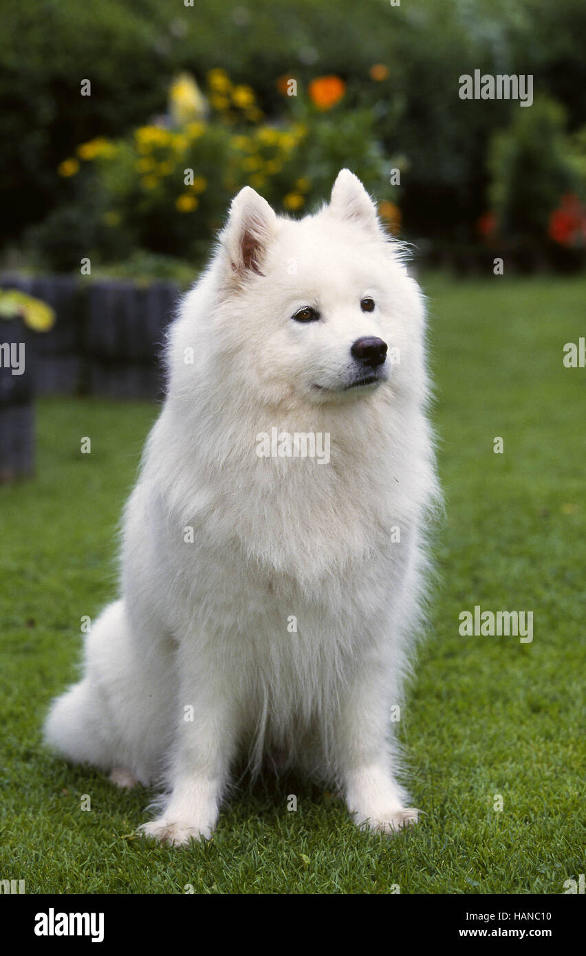 Chiens samoyed hi-res stock photography and images - Alamy