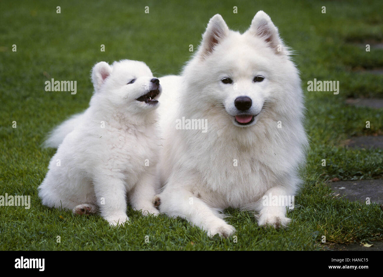 Pretty sammy hi-res stock photography and images - Alamy