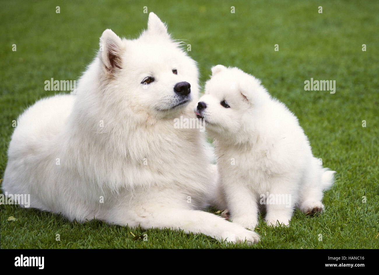 Samoyed side hi-res stock photography and images - Alamy