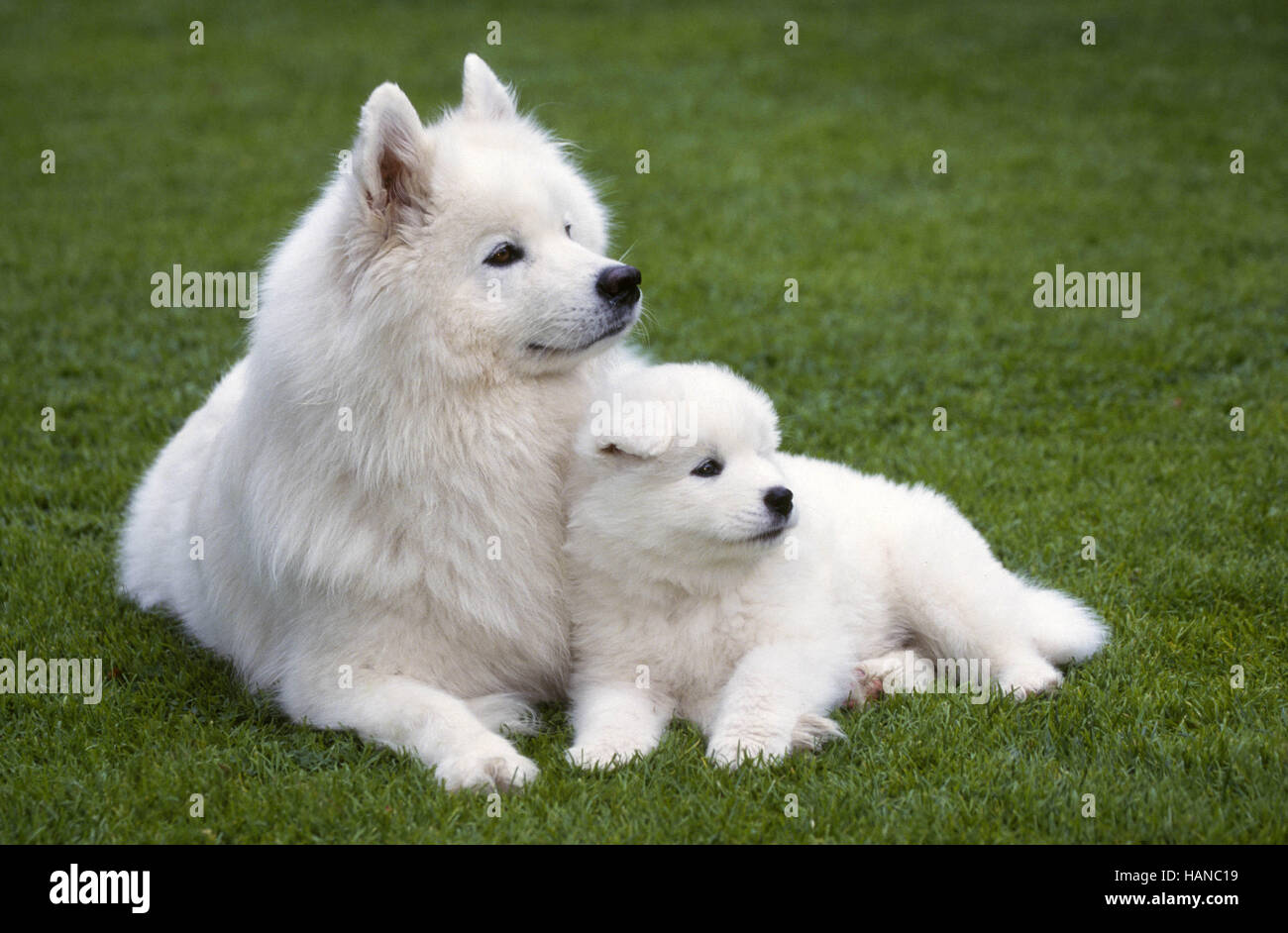 Child with samoyed hi-res stock photography and images - Alamy