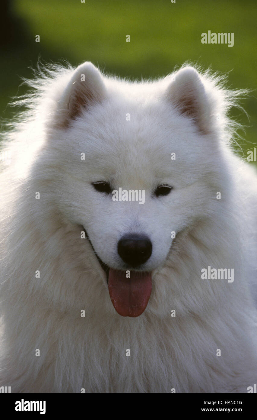 Pretty sammy hi-res stock photography and images - Alamy