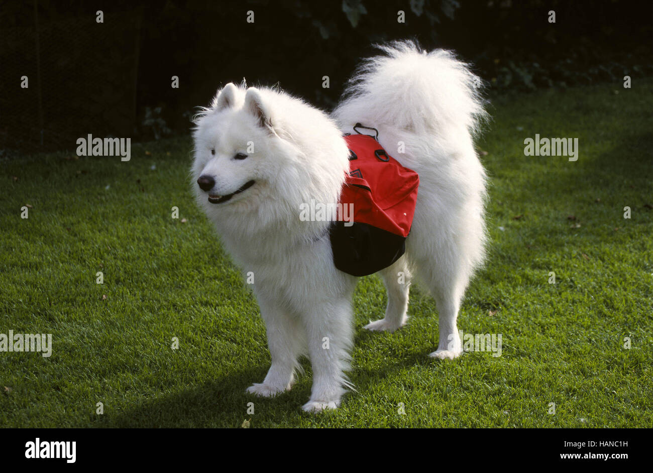 Samojede animals hi-res stock photography and images - Alamy