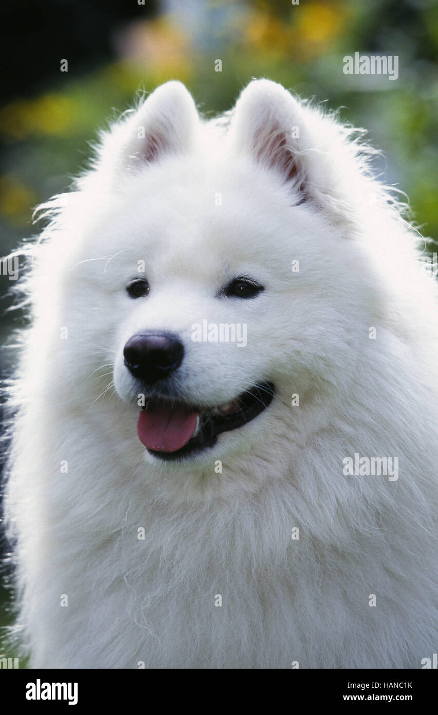 Sammy poster hi-res stock photography and images - Alamy