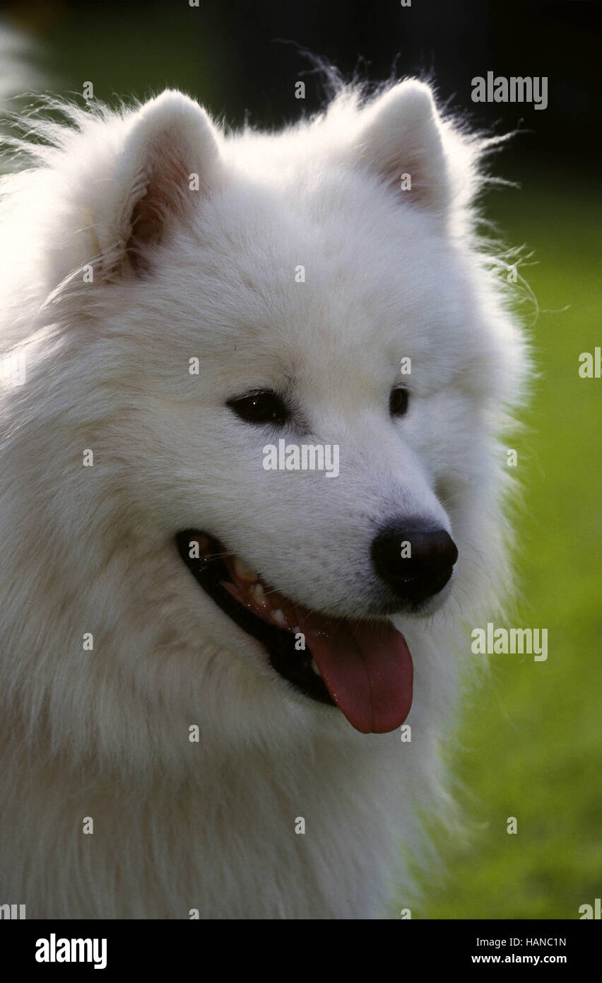 Samojede animals hi-res stock photography and images - Alamy
