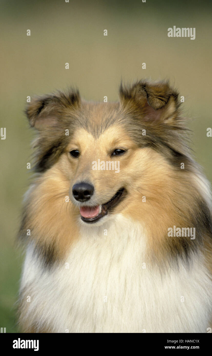 Perro Simpatico High Resolution Stock Photography and Images - Alamy