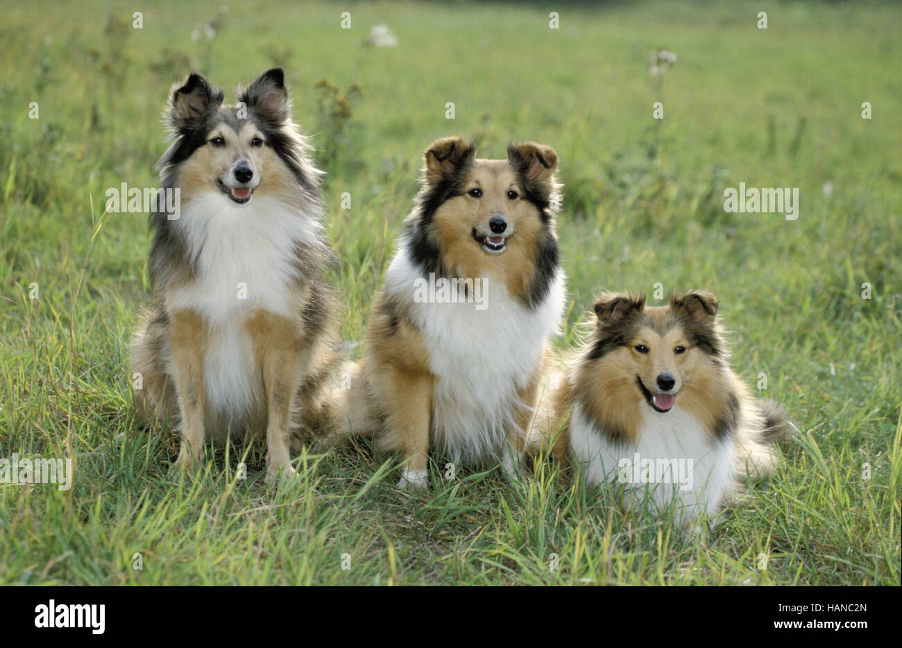 Schottische gruppe hi-res stock photography and images - Alamy