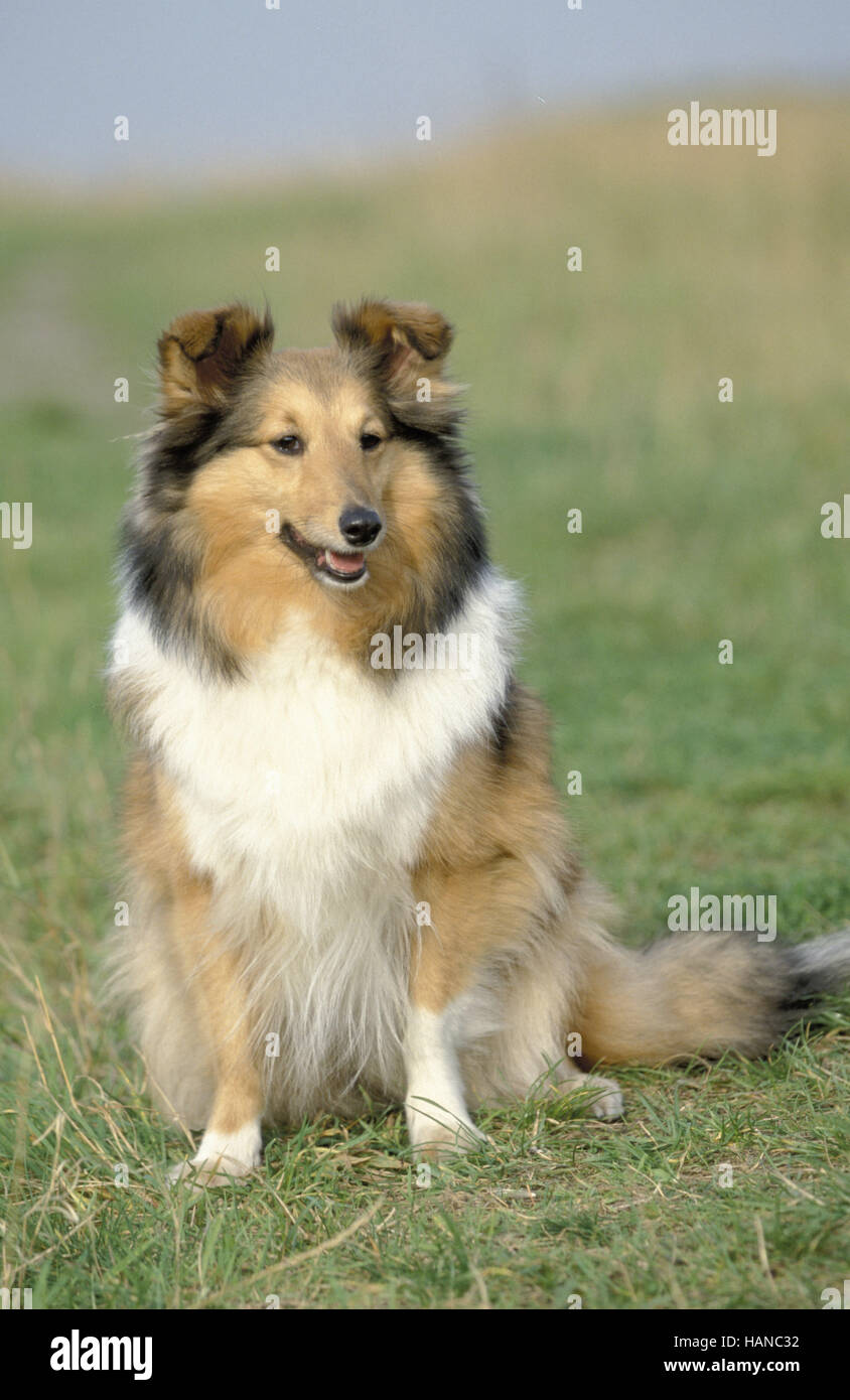 Shetland scotland dog hi-res stock photography and images - Alamy