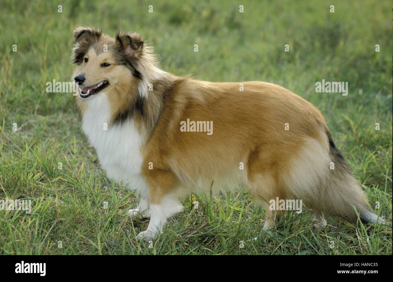 English sheepdog funny hi-res stock photography and images - Alamy