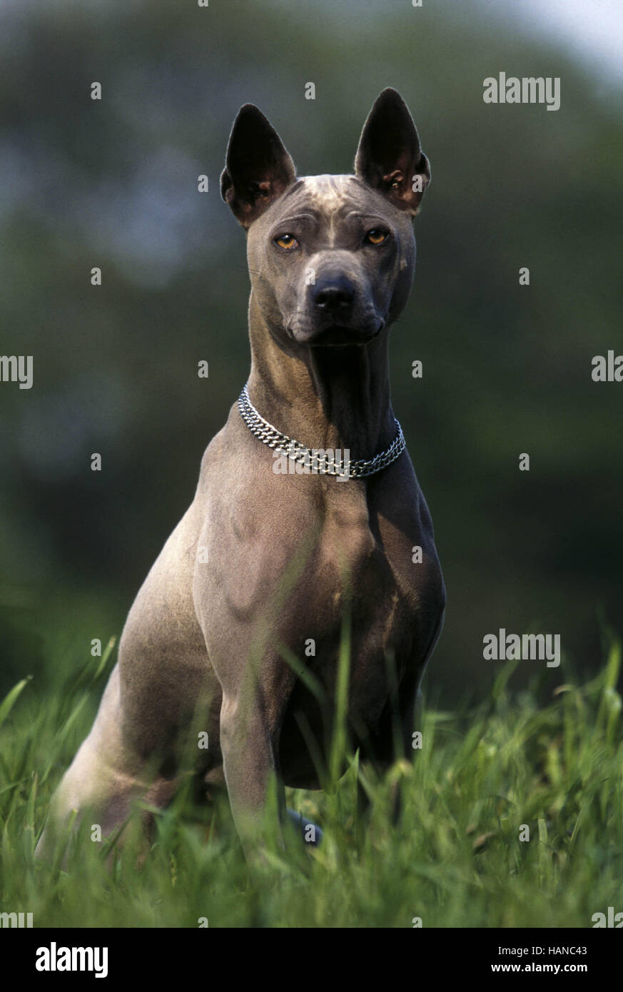 Phu quoc ridgeback hi-res stock photography and images - Alamy