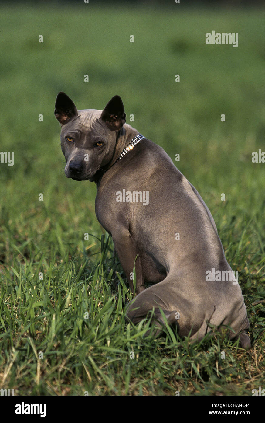 Are Phu Quoc Ridgeback Puppies Lazy
