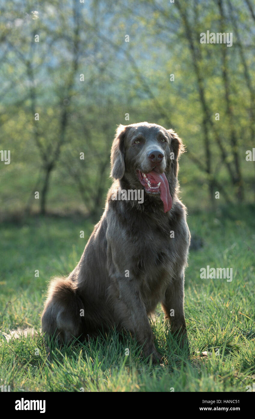 Long haired animal hi-res stock photography and images - Alamy