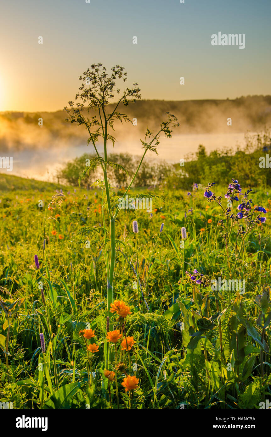 thick morning fog in the summer forest. thick morning fog in the forest ...